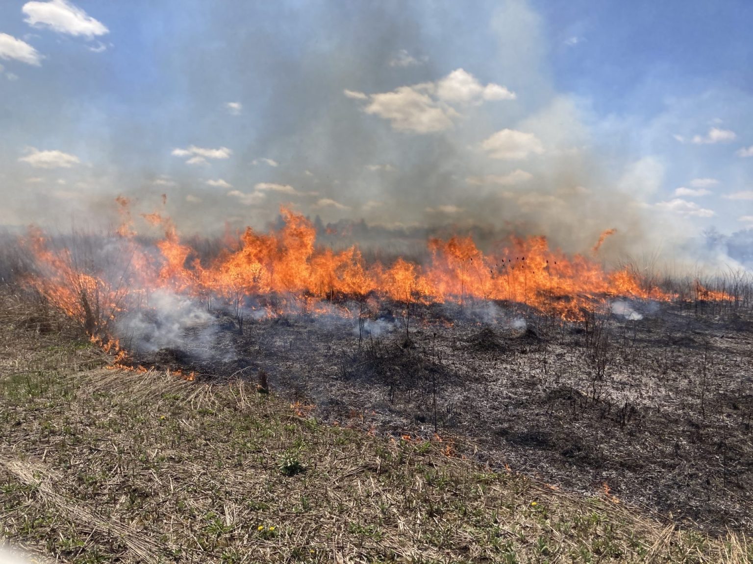 Cedar Bog Nature Preserve | Urbana Ohio | A Successful Prairie Burn