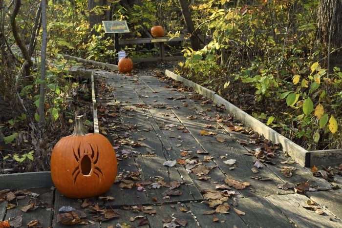 Cedar Bog Nature Preserve | Urbana Ohio | BOO in the BOG