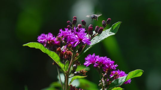 Cedar Bog Nature Preserve | Urbana Ohio | Owned by the state of Ohio ...