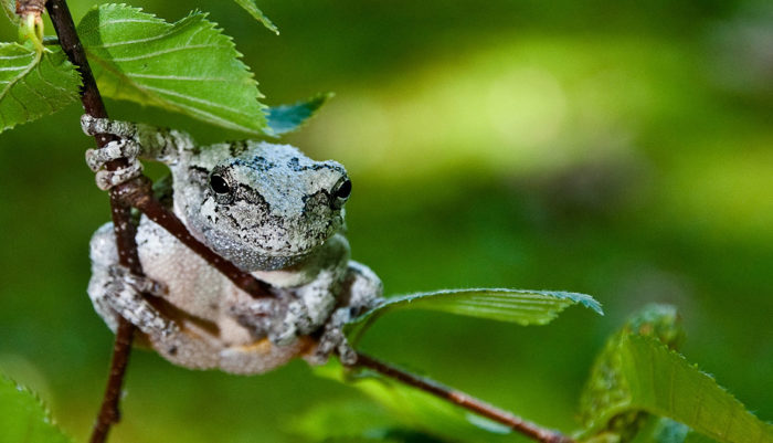 Cedar Bog Nature Preserve | Urbana Ohio | Owned by the state of Ohio ...