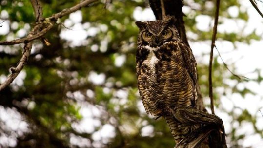 Cedar Bog Nature Preserve | Urbana Ohio | Owned by the state of Ohio ...