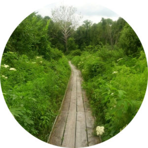 Cedar Bog Nature Preserve | Urbana Ohio | Owned by the state of Ohio ...